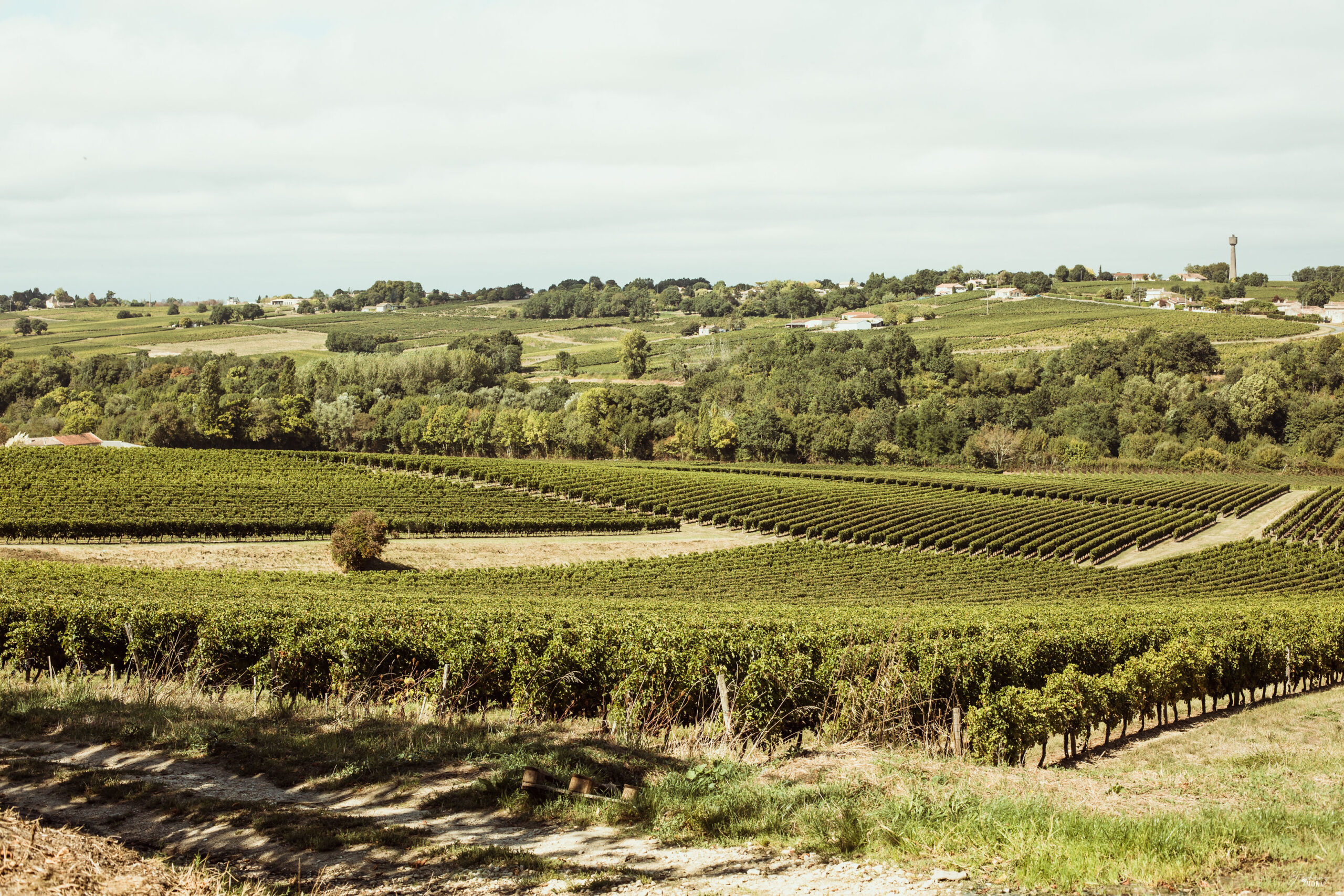 Castaing - Regal Wine Imports