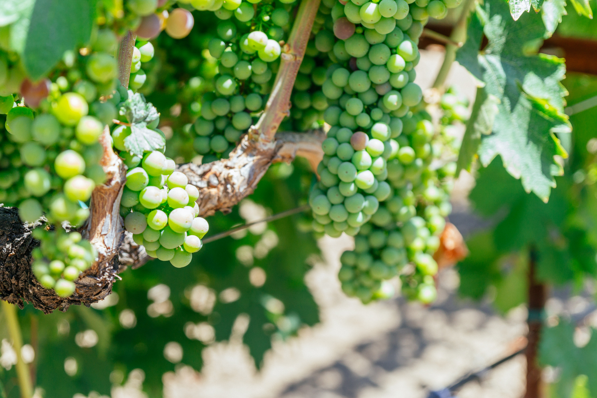 Contact Us - Regal Wine Imports