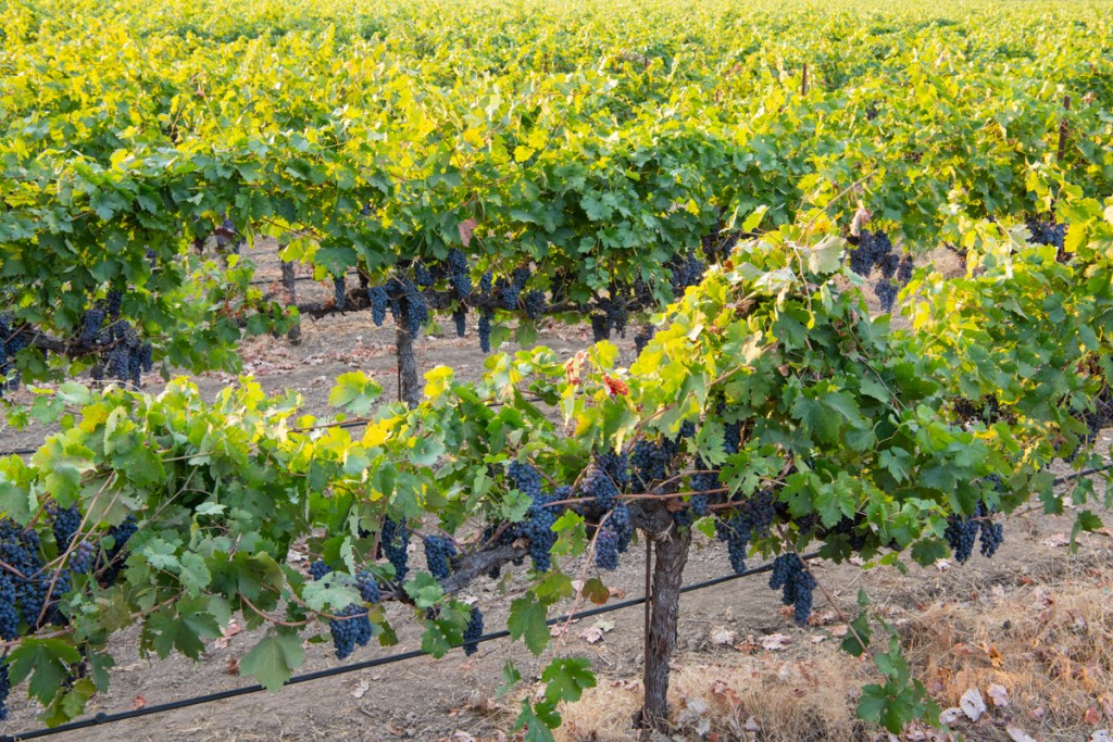 Know Your Farmer: Frey Vineyards - Regal Wine Imports