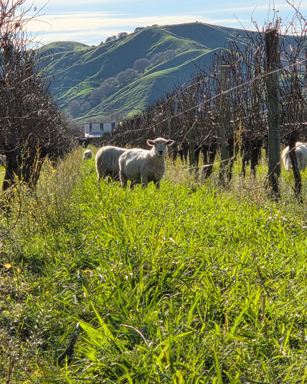 lake road sheep - Regal Wine Imports